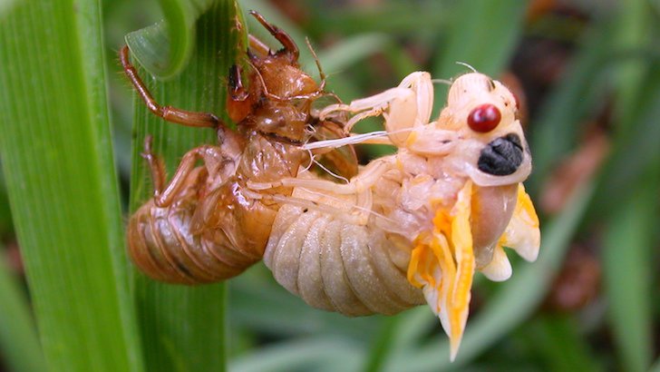 Cicadas spend time dormant underground in the nymph stage before they ...
