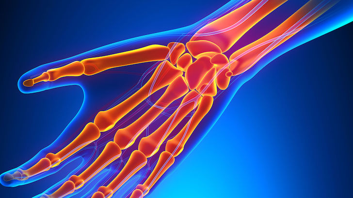 What Is The Anatomical Word For Wrist QuizGriz What Is The Anatomical Word For Wrist QuizGriz
