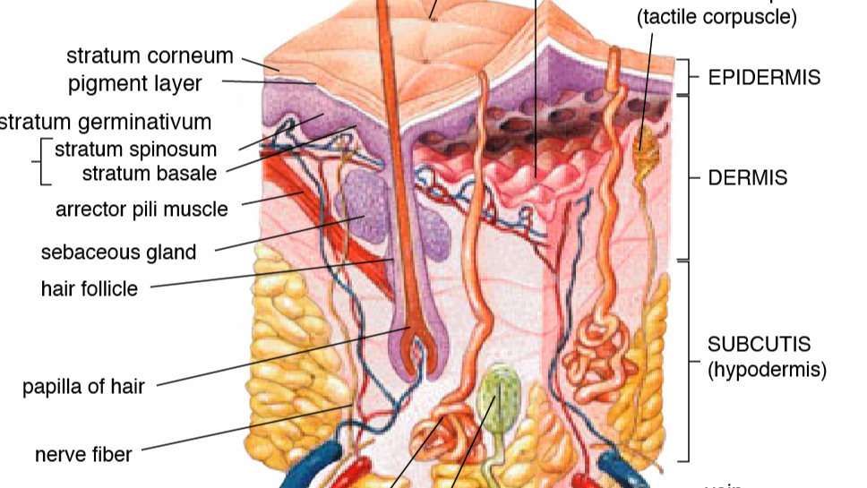 There Are Twelve Organ Systems In The Body Which Organ Is Part Of The 