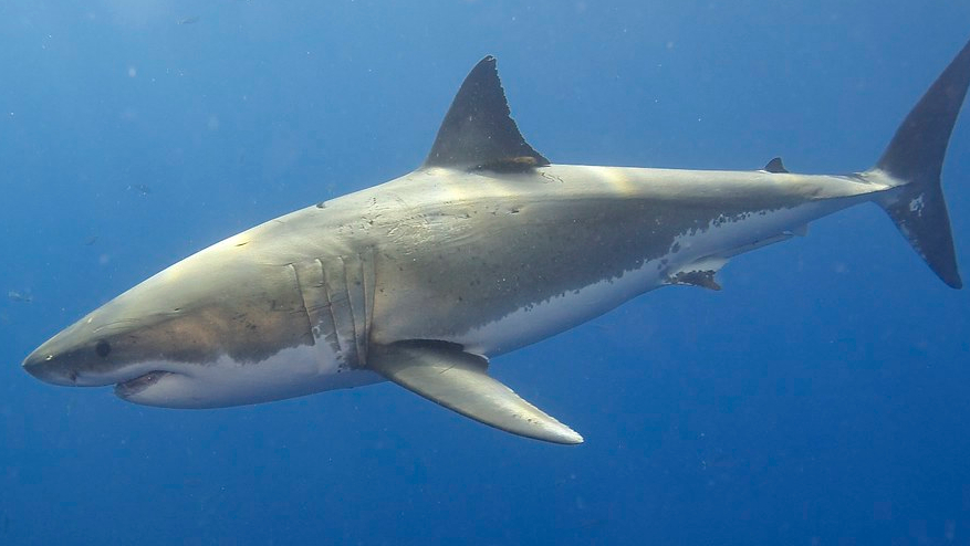 How Many Bones Does A Shark Have QuizGriz