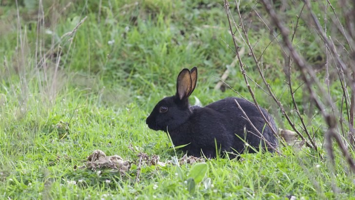 Survivorman - Food Survival