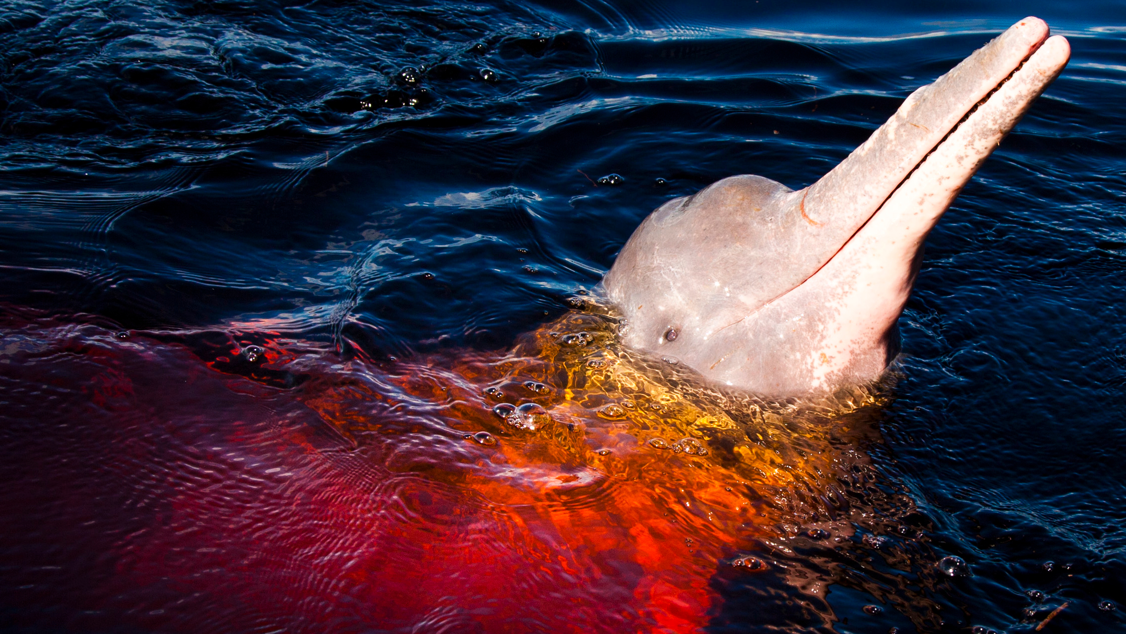 Where in the world can you find the dolphin species known as the boto ...