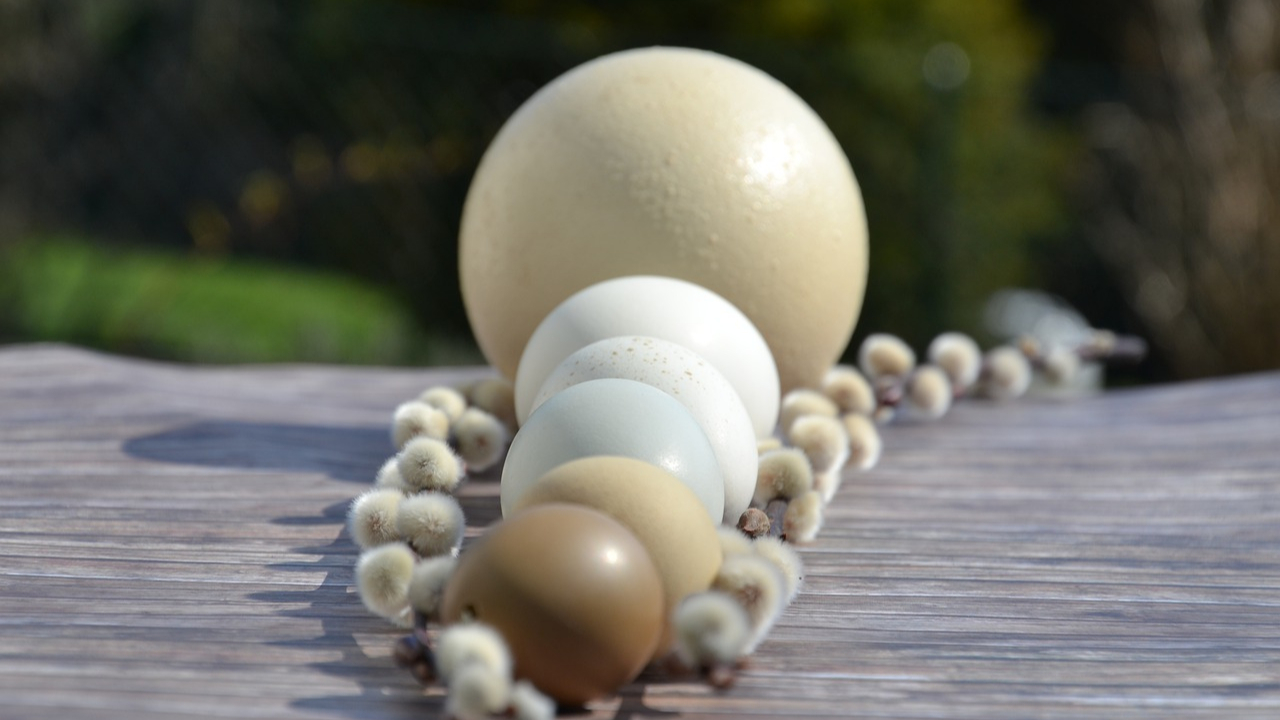 Smallest Chicken Egg In The World