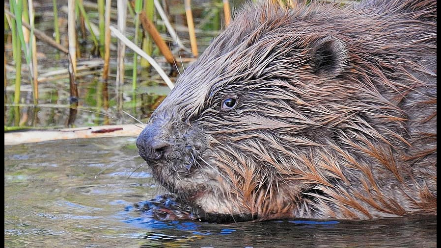 When New York made the beaver its state mammal in 1975, what state's ...