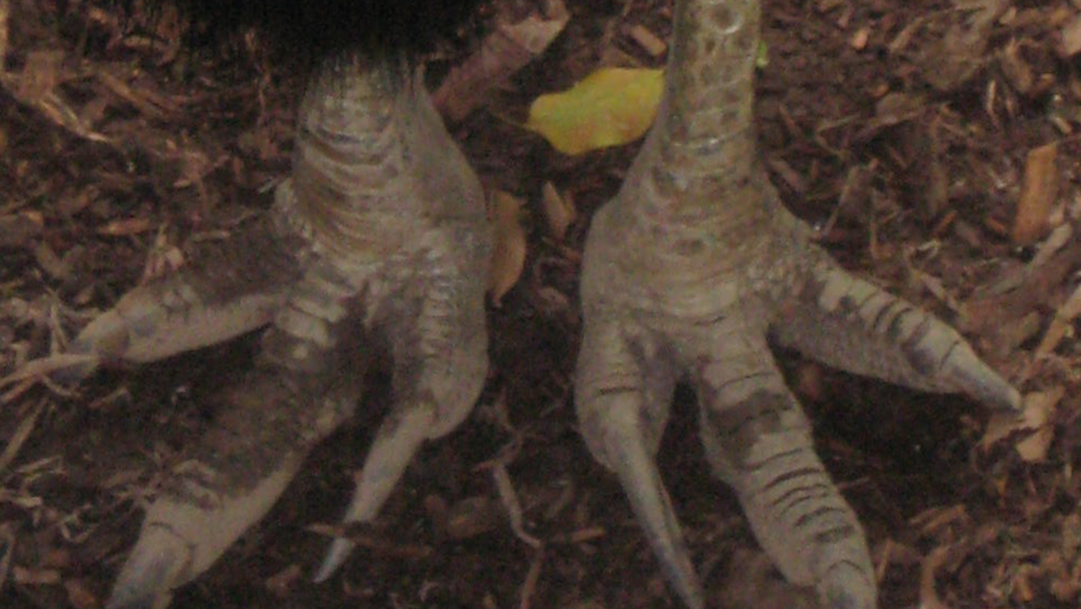 The Third tallest And Second heaviest Bird On Earth Is Also A The Third tallest And Second heaviest Bird On Earth Is Also A