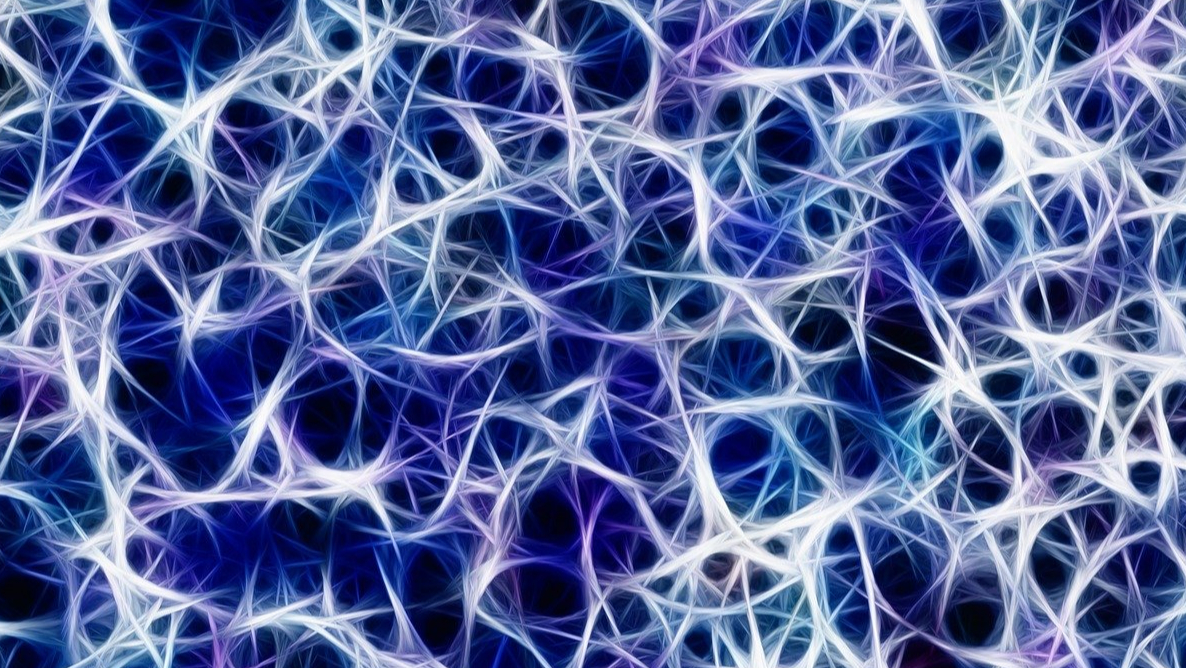 What Is The Longest Nerve In The Human Body QuizGriz
