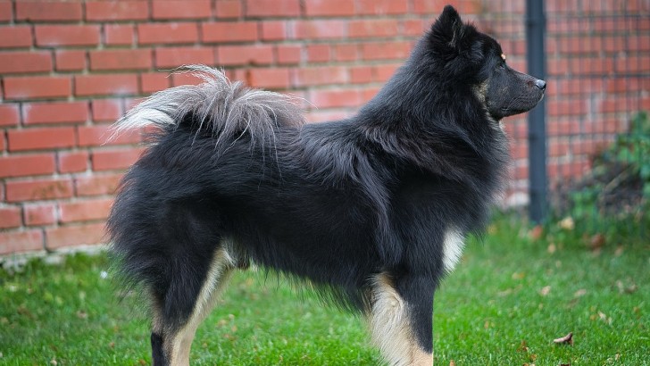 This breed originated as a cross between several popular Spitz-type ...